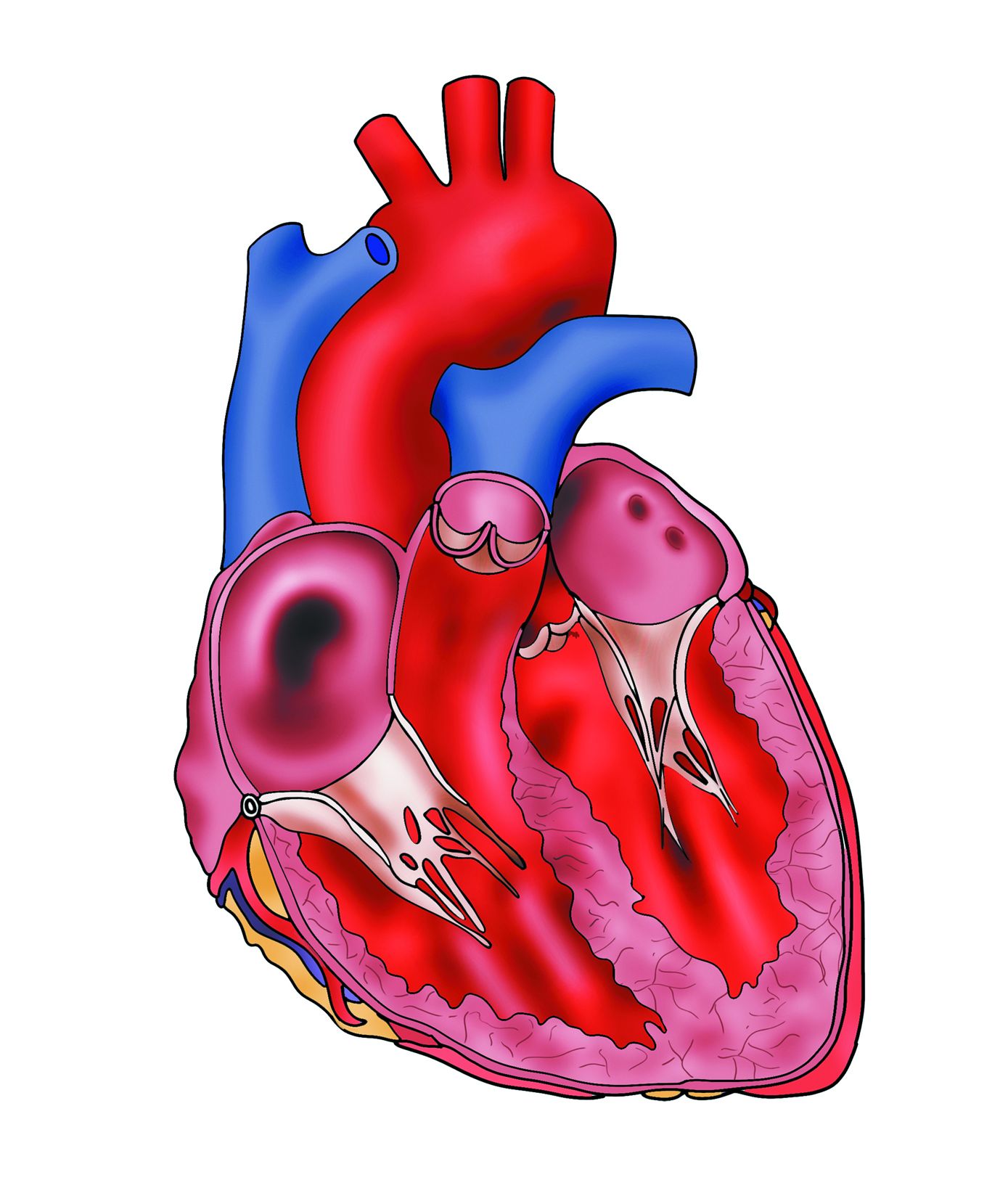 Heart valve disease - British Heart Valve Society